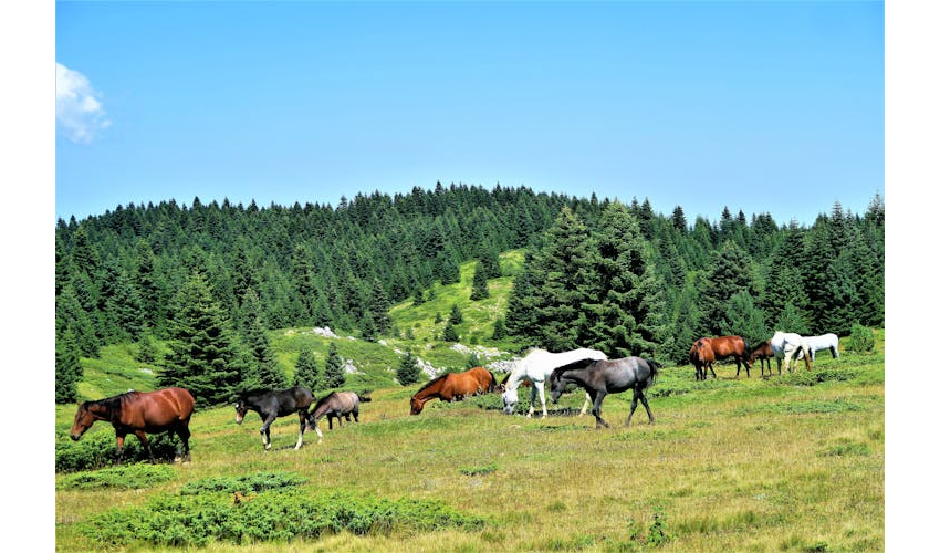 Koliko je 1 dulum zemlje | FARMER.ba